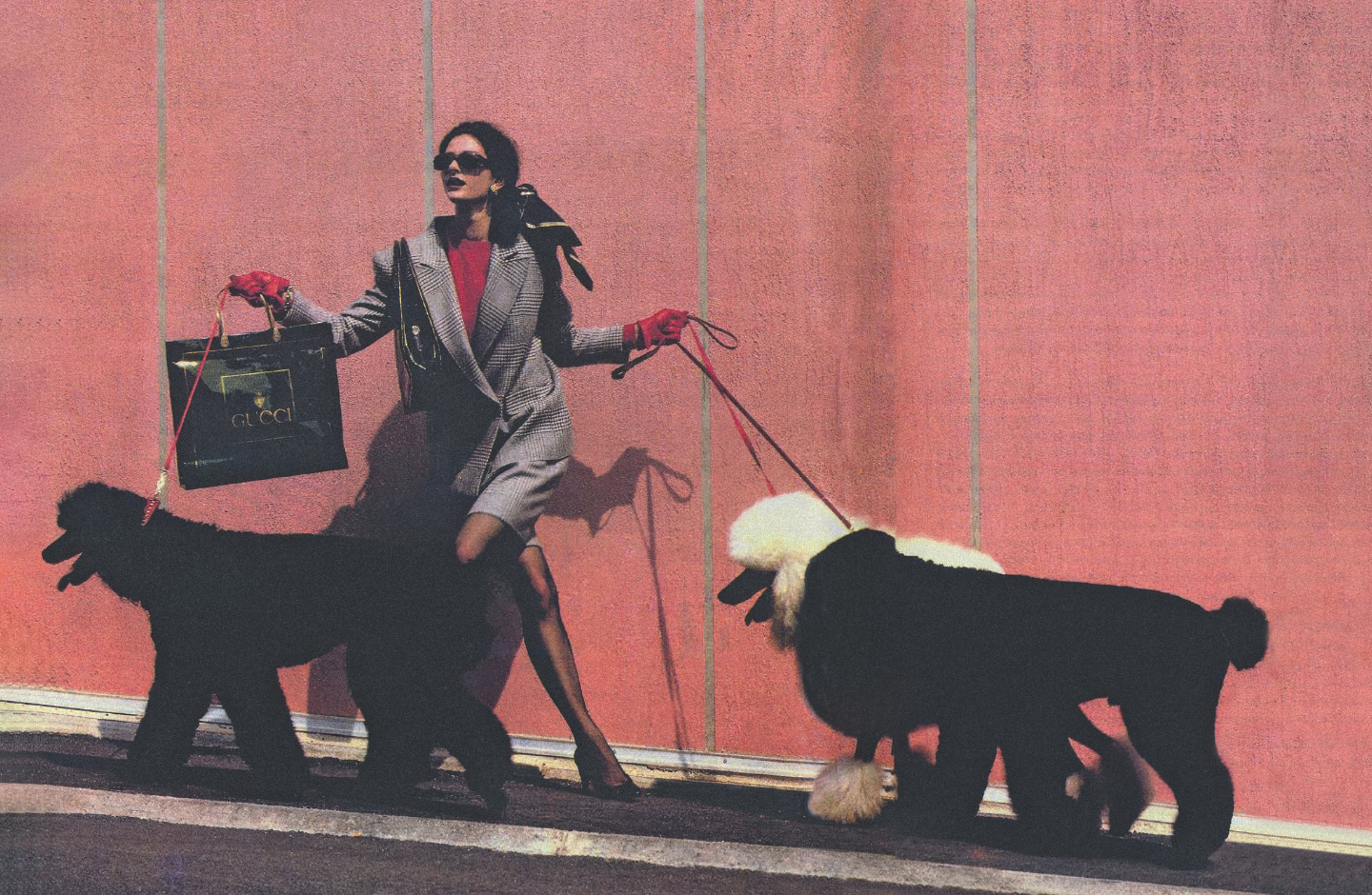A Day in the Life of Chic Dogs: Style and Travel | ASSOULINE